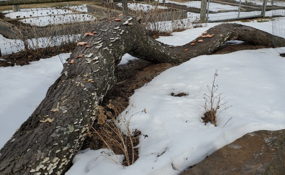 The importance of dead wood in the landscape | News, Sports, Jobs - The ...